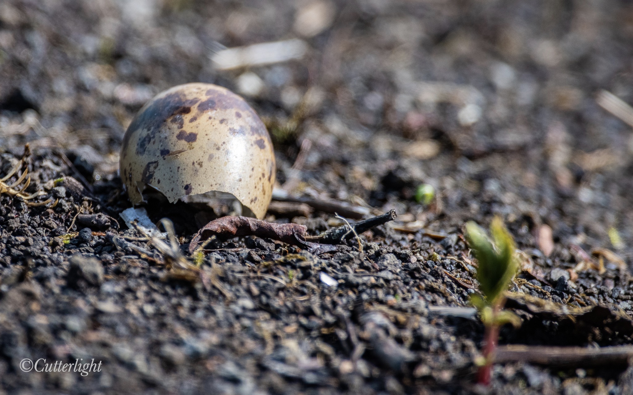 Birds of Chignik Lake: Wilson’s Snipe – Ghostly Sound of Spring ...