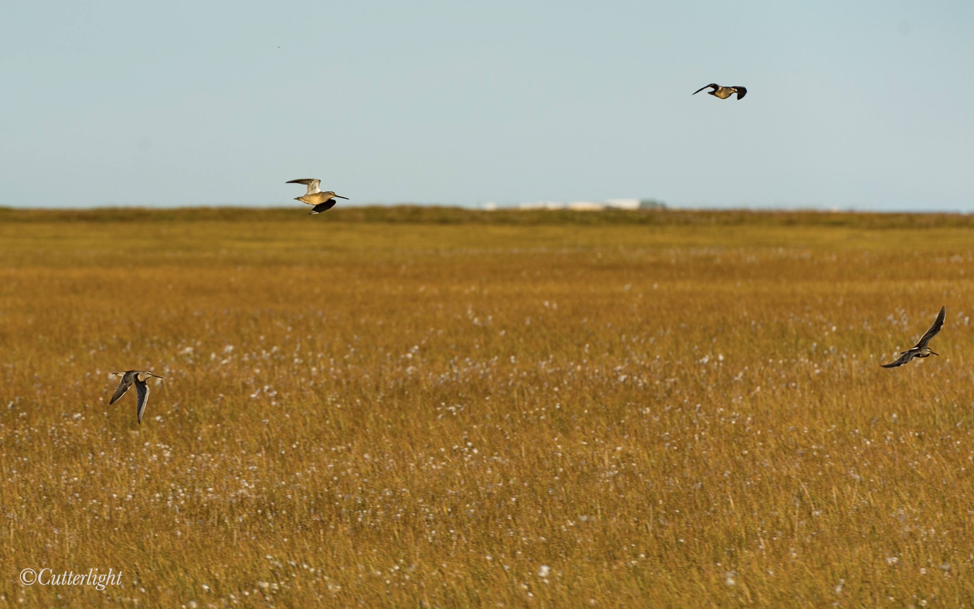 Birds of Chignik Lake: Wilson’s Snipe – Ghostly Sound of Spring ...