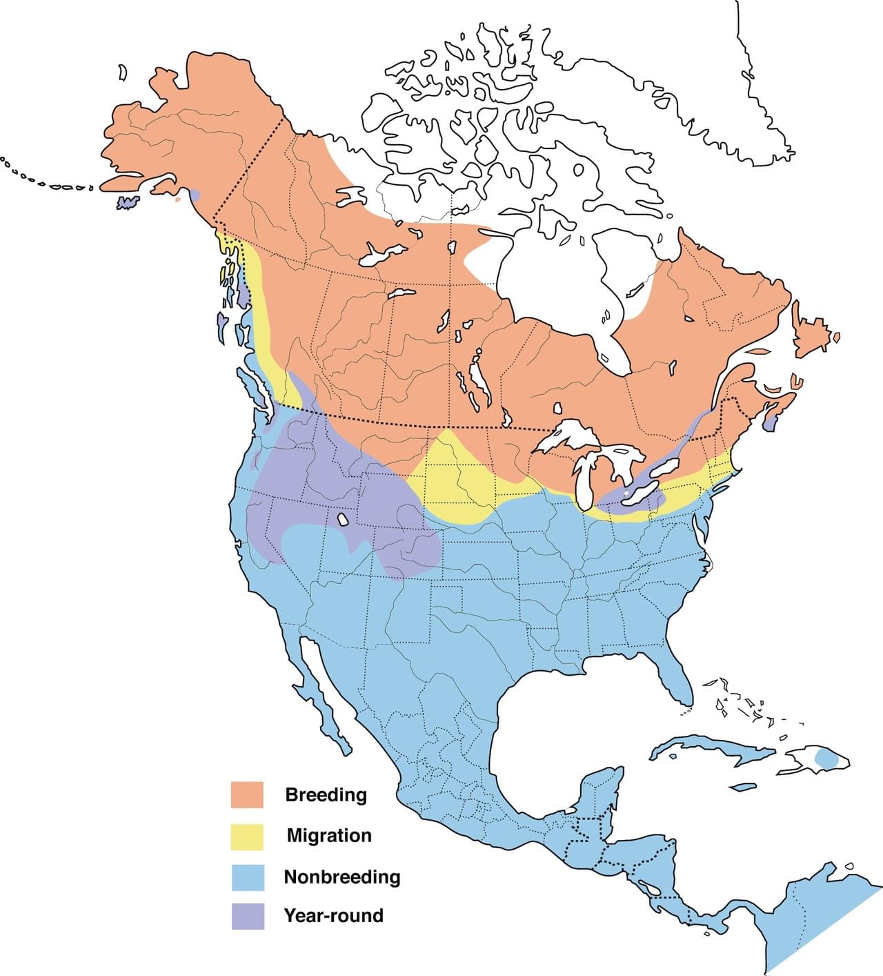 Alaska Peninsula Wilson’s Snipe | CutterLight