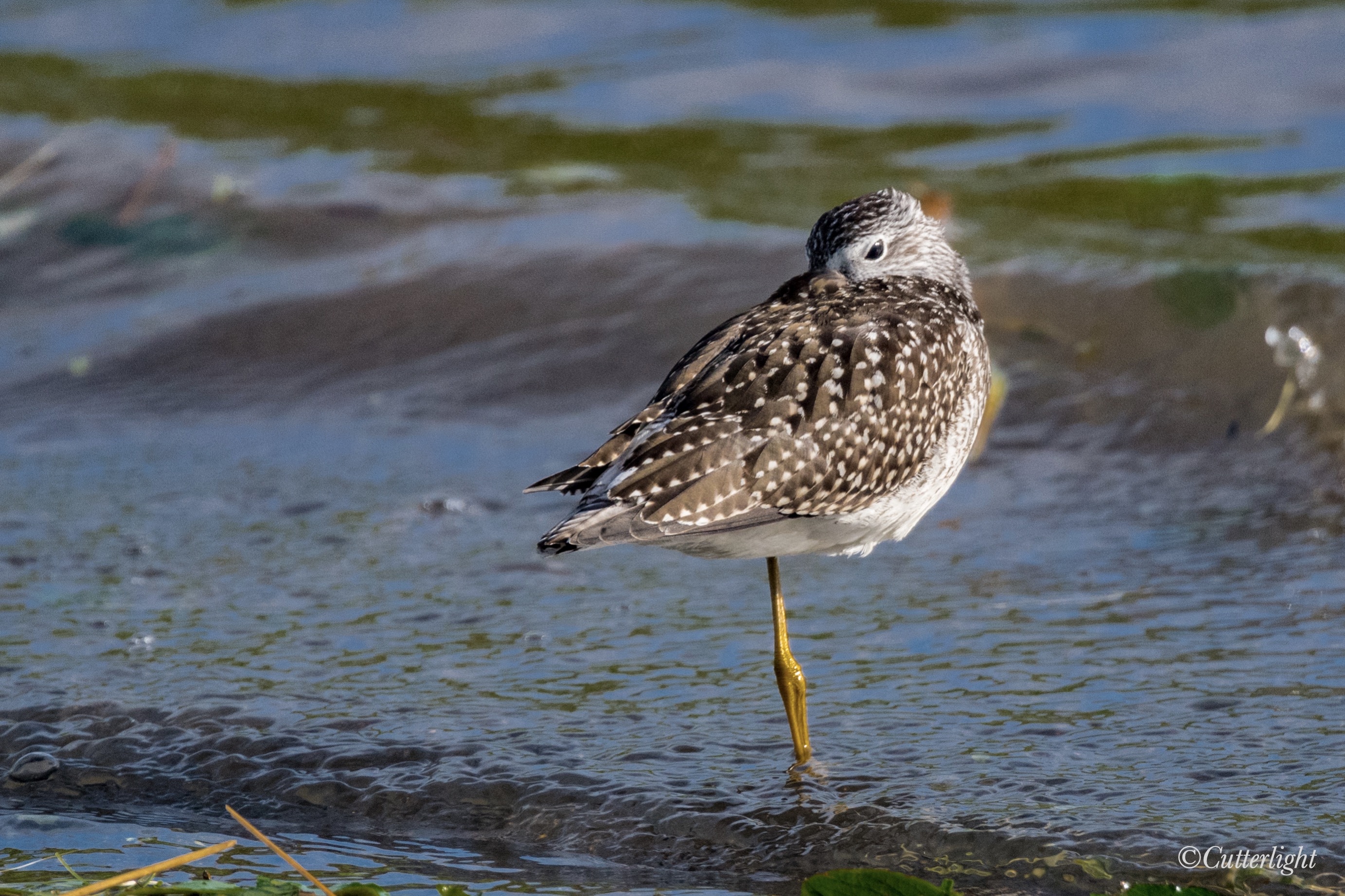 Birds of Chignik Lake: Greater Yellowlegs – the Treetop Shorebird ...