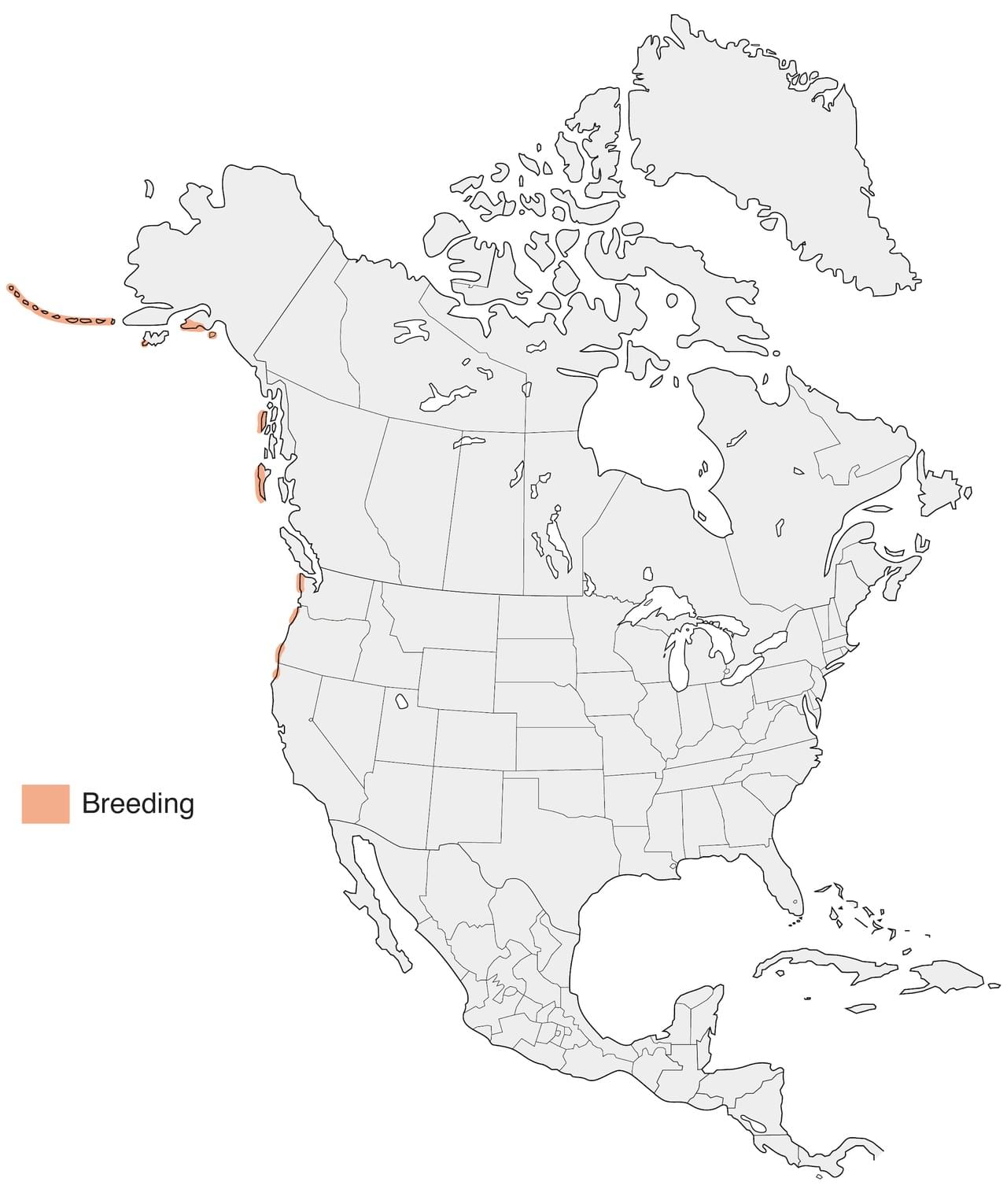 Birds of Chignik Lake: Water Dancer – the Fork-tailed Storm-Petrel ...