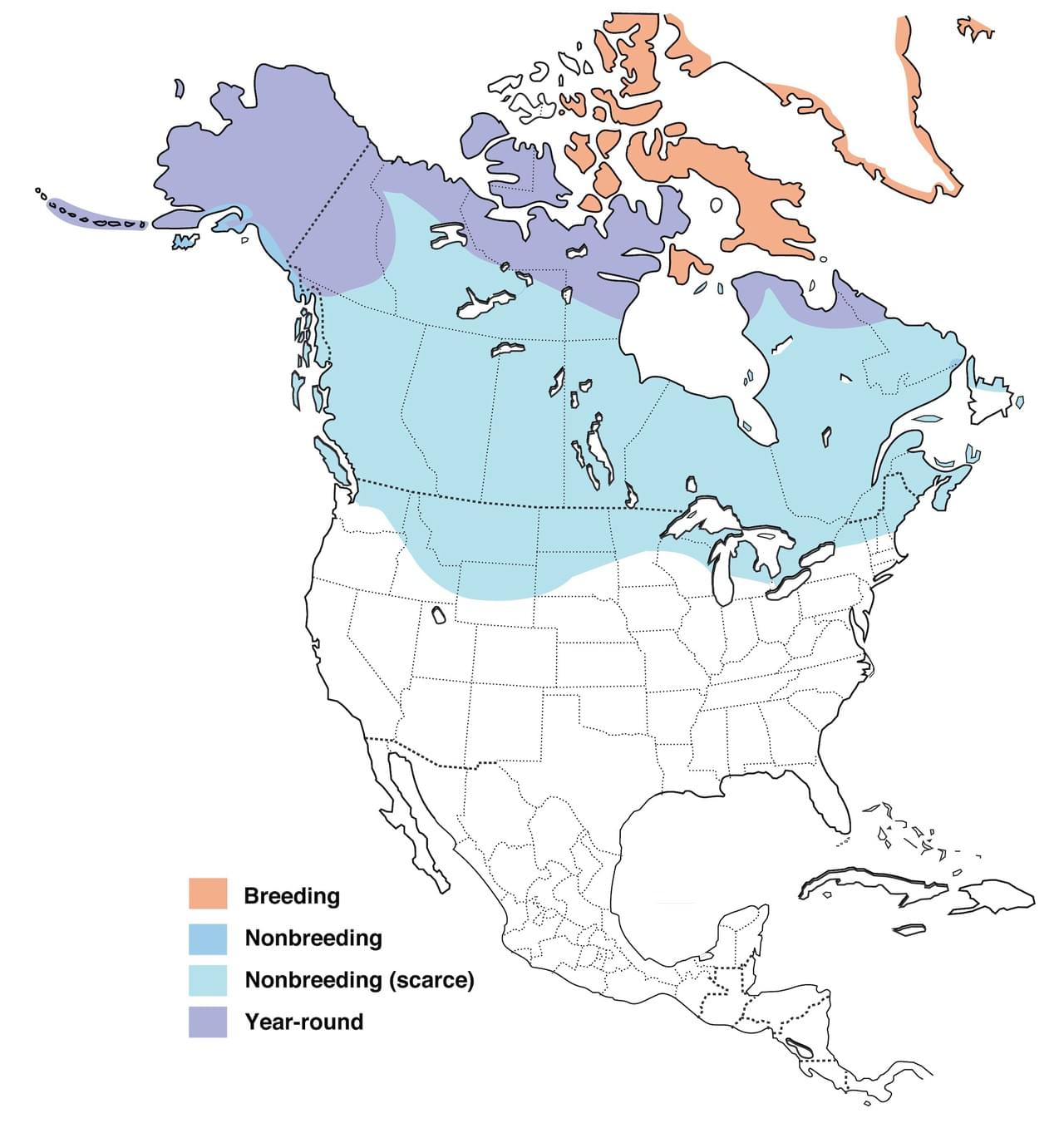 Birds of Chignik Lake: Gyrfalcon – World’s Largest Falcon | CutterLight