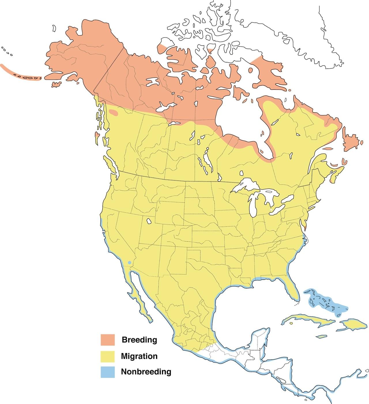 Birds of Chignik Lake: Semipalmated Plover | CutterLight