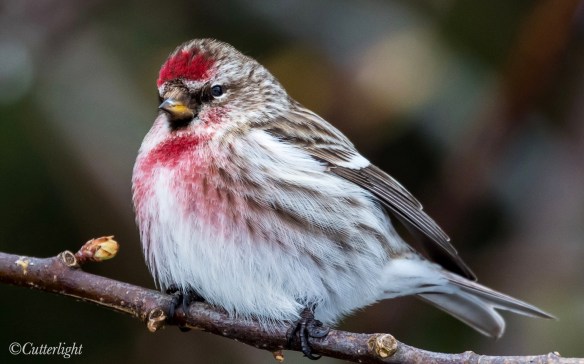 Chignik Lake in 29 Photos: Visitor | CutterLight