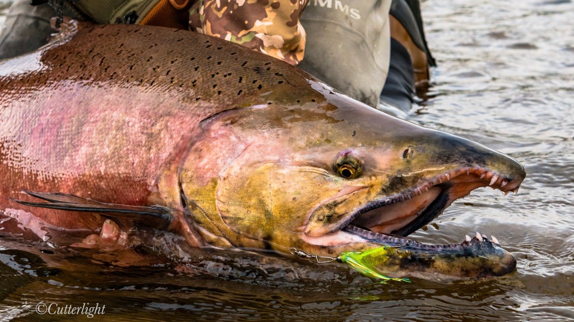 Chignik River Alaska Chinook King salmon | CutterLight
