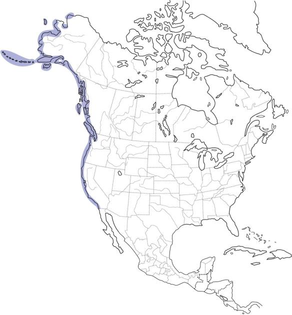 Birds of Chignik: Pigeon Guillemot | CutterLight