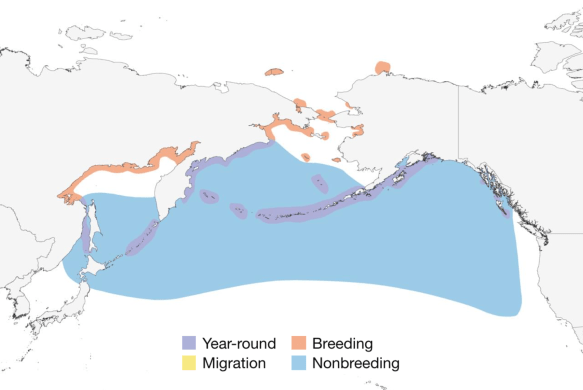 birds of Chignik Lake | CutterLight