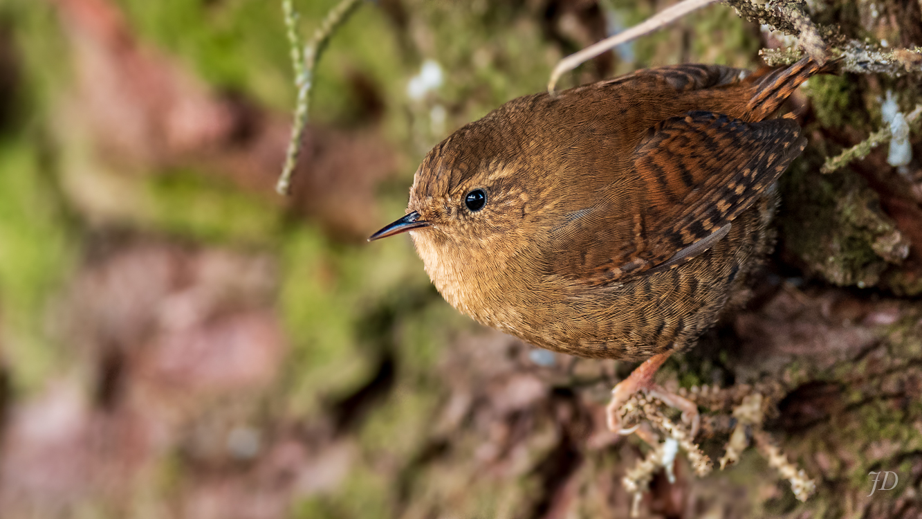 Little Mouse Bird | CutterLight